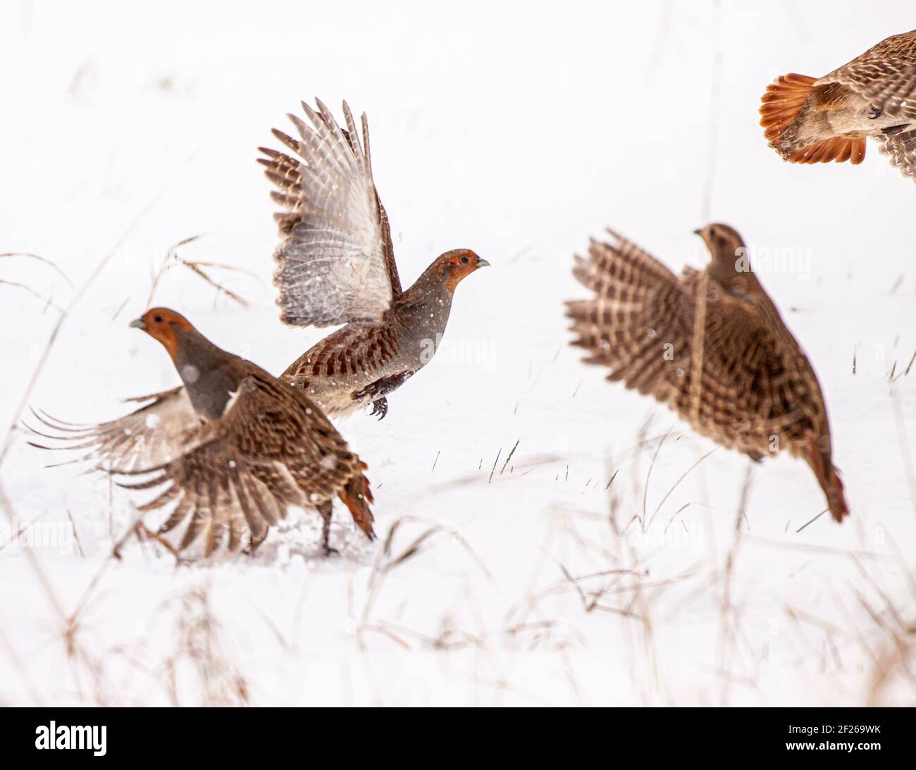 Flapping birds hi-res stock photography and images - Alamy