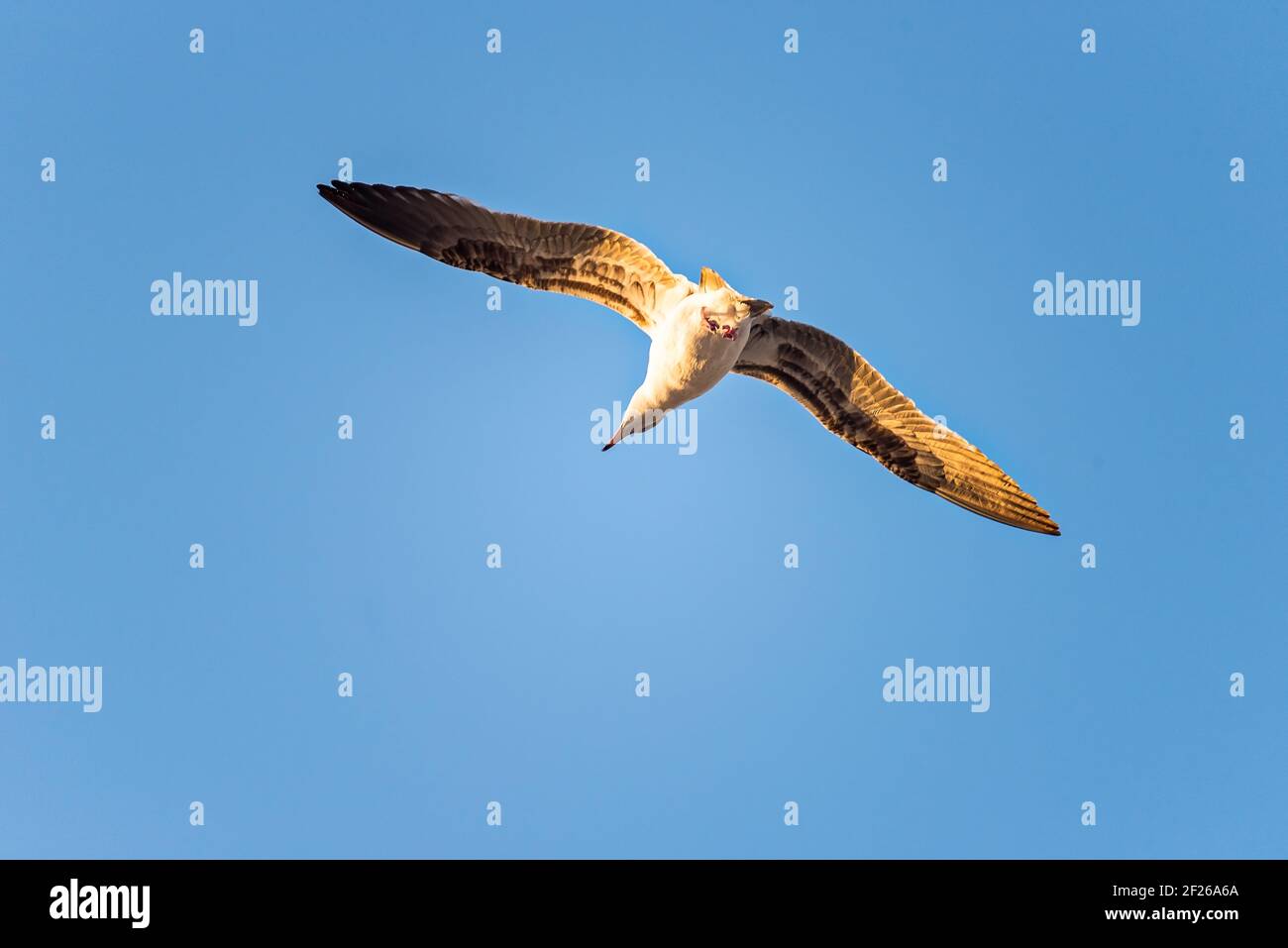 Seagull flying overhead, closeup Stock Photo - Alamy