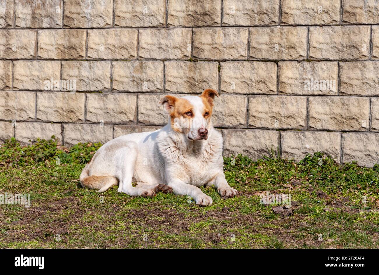 Big breed homeless dog lies hi-res stock photography and images - Alamy