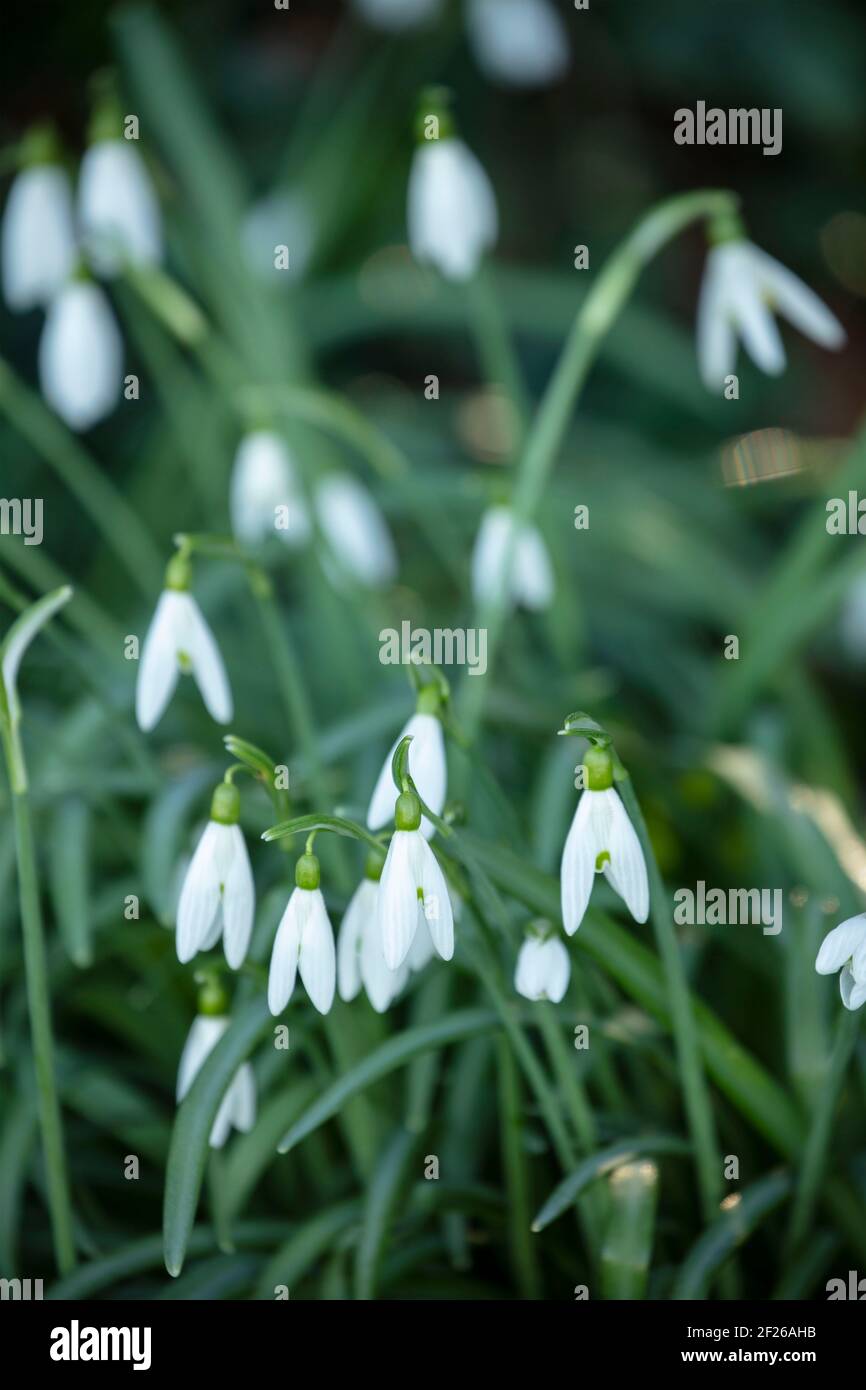 Galanthus (snowdrops) flowering in early spring inGreater London ...