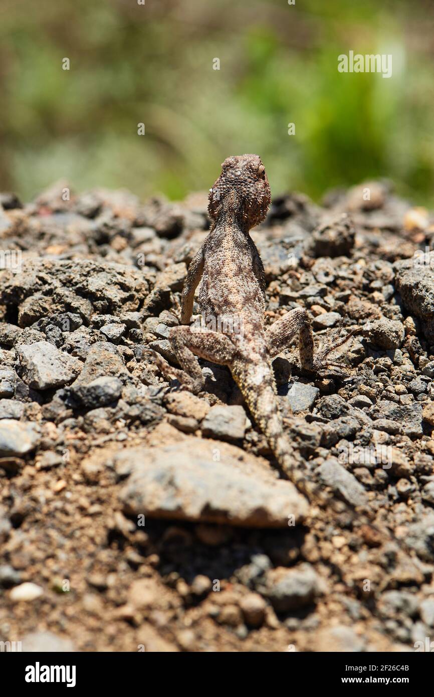 Southern Cape Agama Lizard in Jonkershoek Nature Reserve, Stellenbosch ...