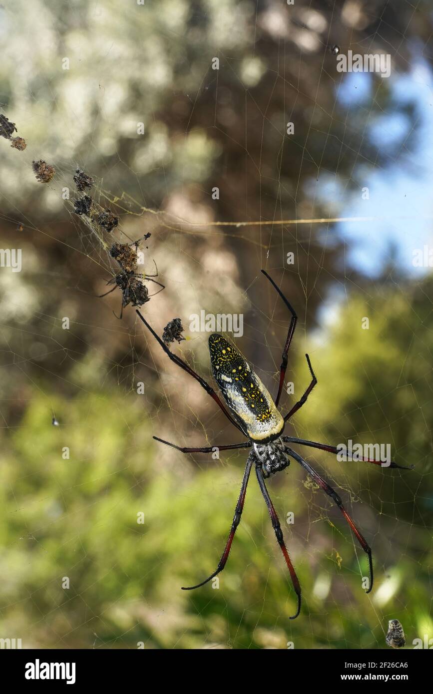 The red legged golden orb web spider nephila inaurata madagascariensis ...