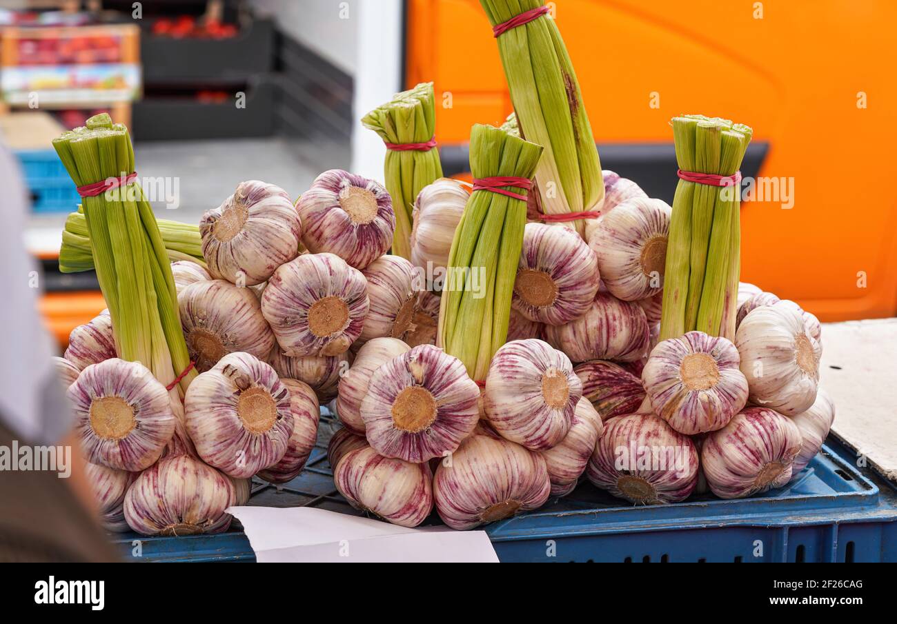 Packs of fresh garlic with purple stripes on display at local food ...