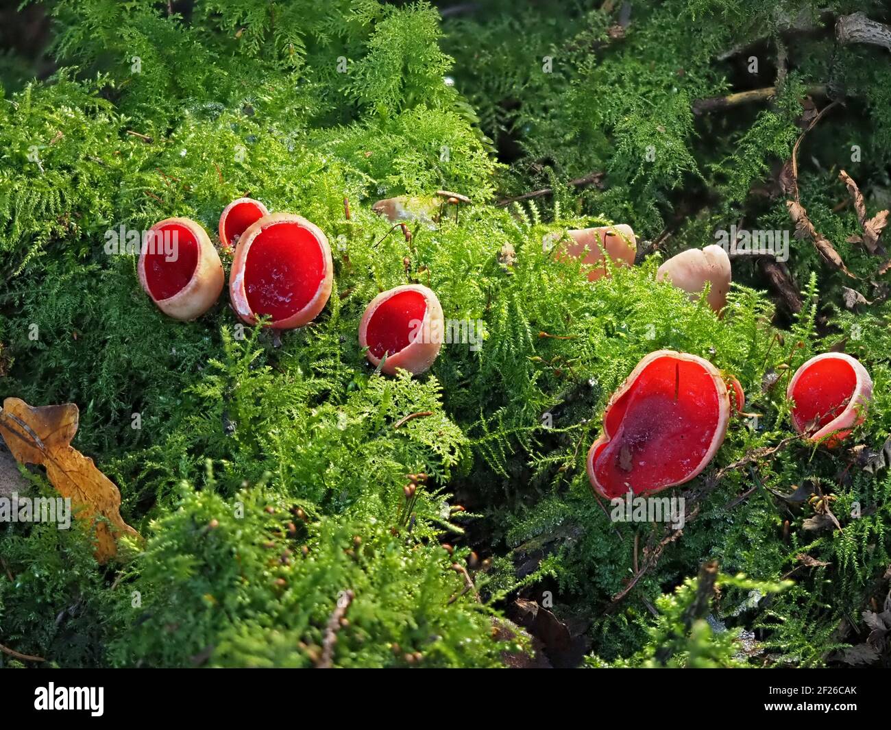 bright red Scarlet Elf-cup fungus (Sarcoscypha coccinea) with ice ...