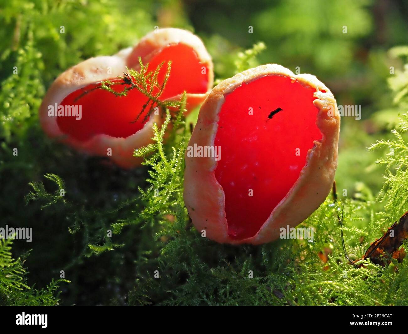 Green elf cup fungi hi-res stock photography and images - Alamy
