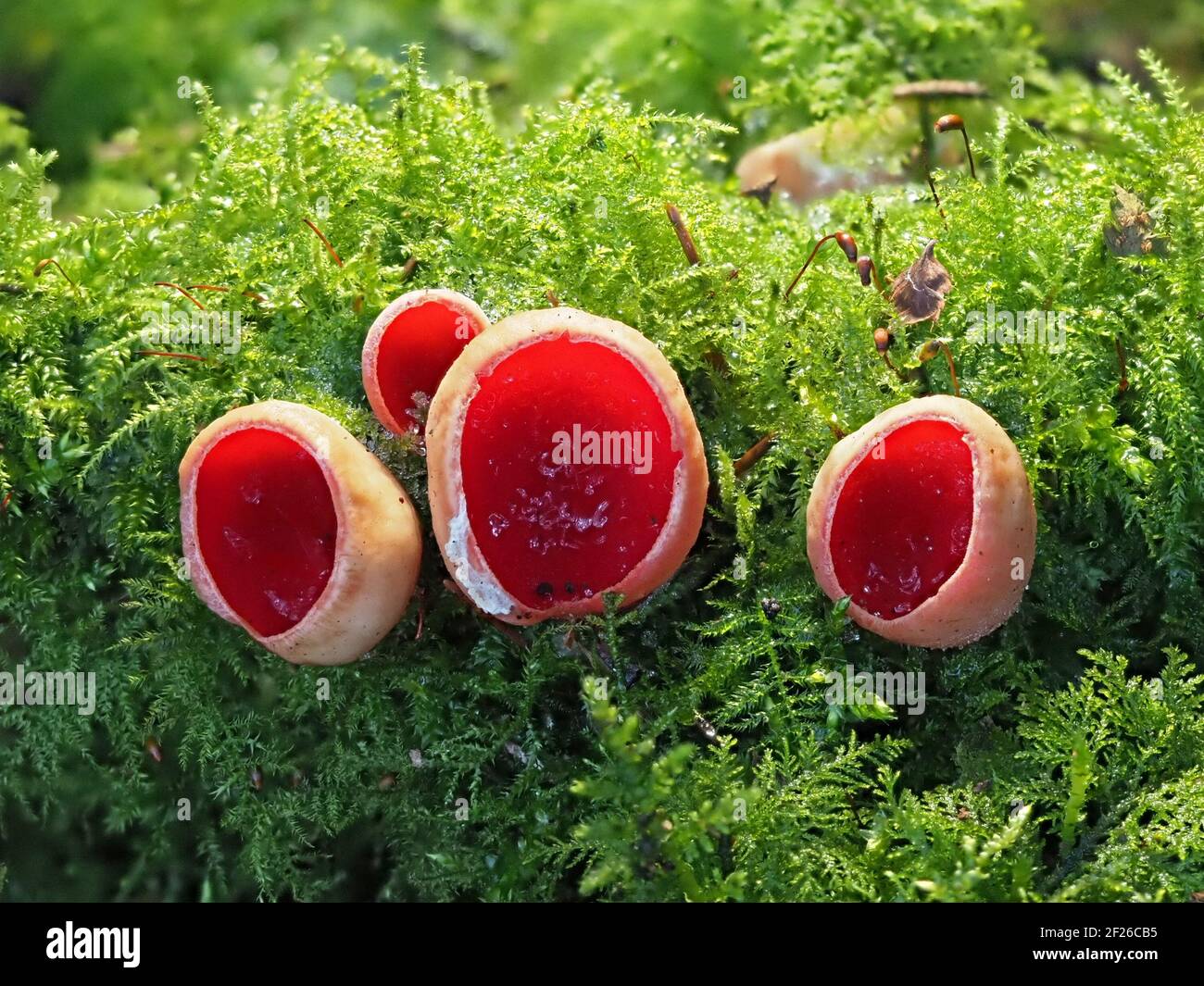 bright red Scarlet Elf-cup fungus (Sarcoscypha coccinea) with ice ...