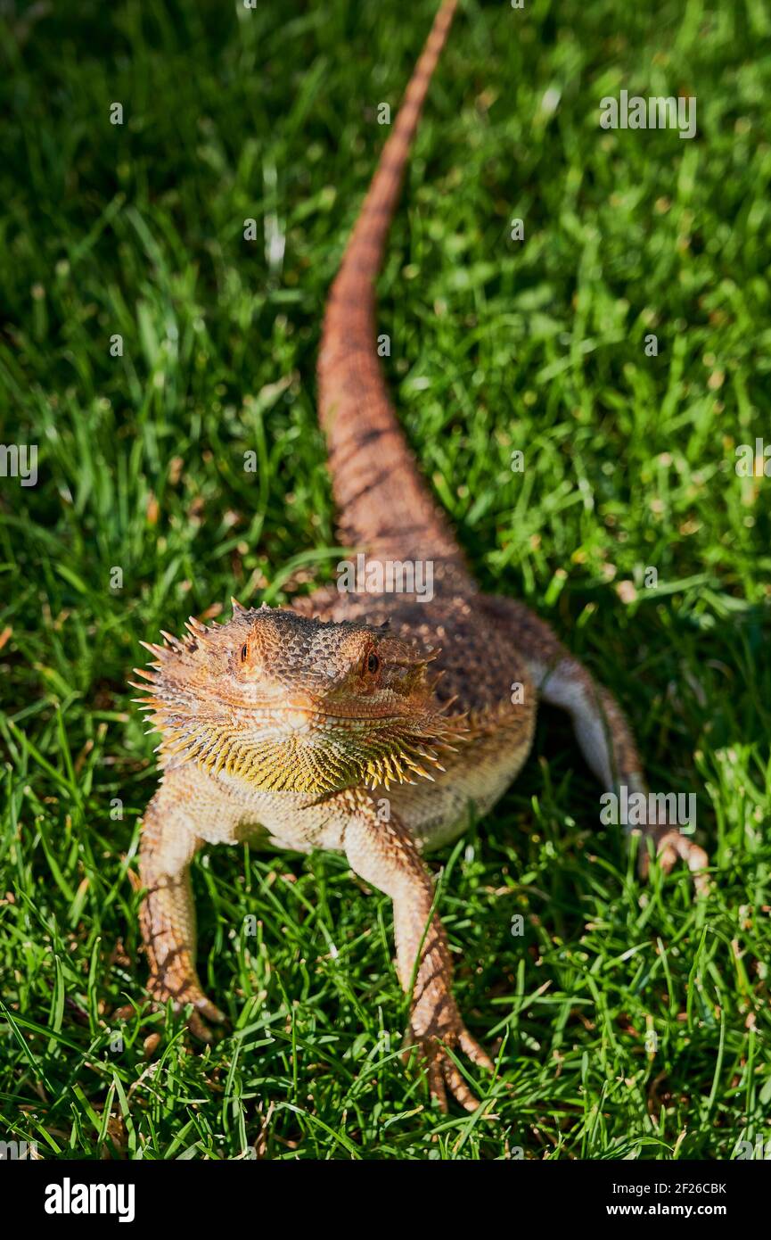 female bearded dragon looking at camera Stock Photo - Alamy