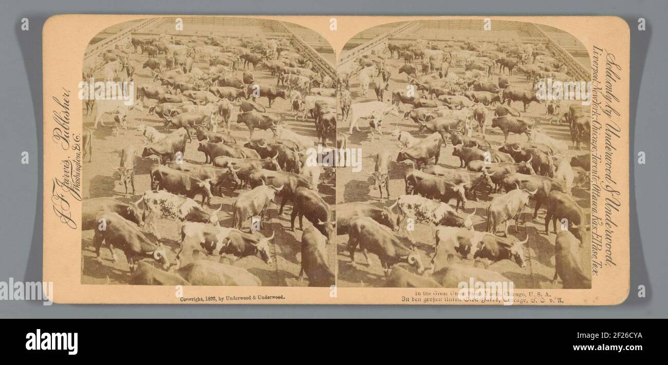 In the great Union Stock Yards, Chicago, U.S.A Stock Photo - Alamy