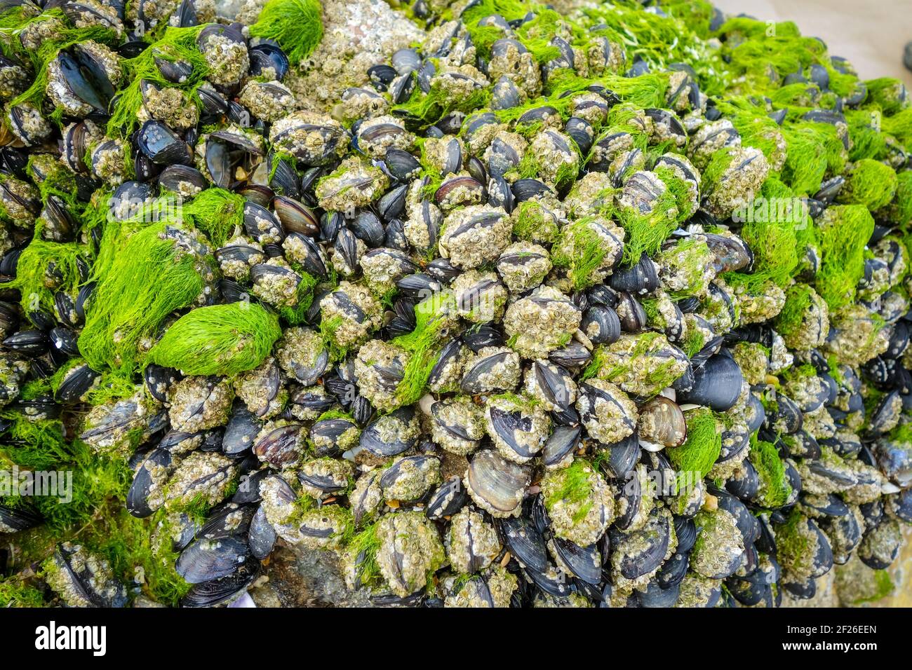 Rock mussels hi-res stock photography and images - Alamy