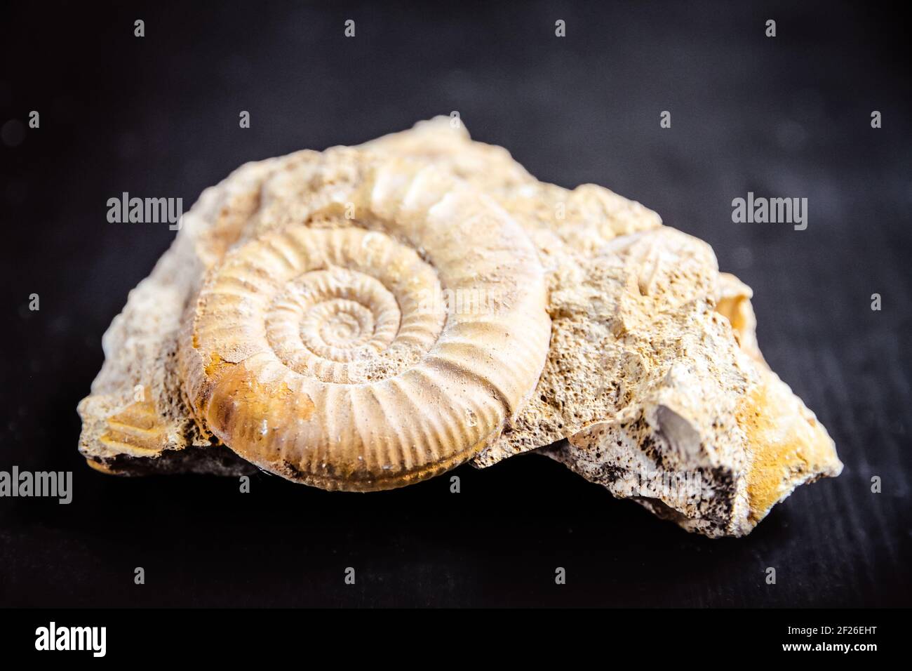 Black fossil stone hi-res stock photography and images - Alamy