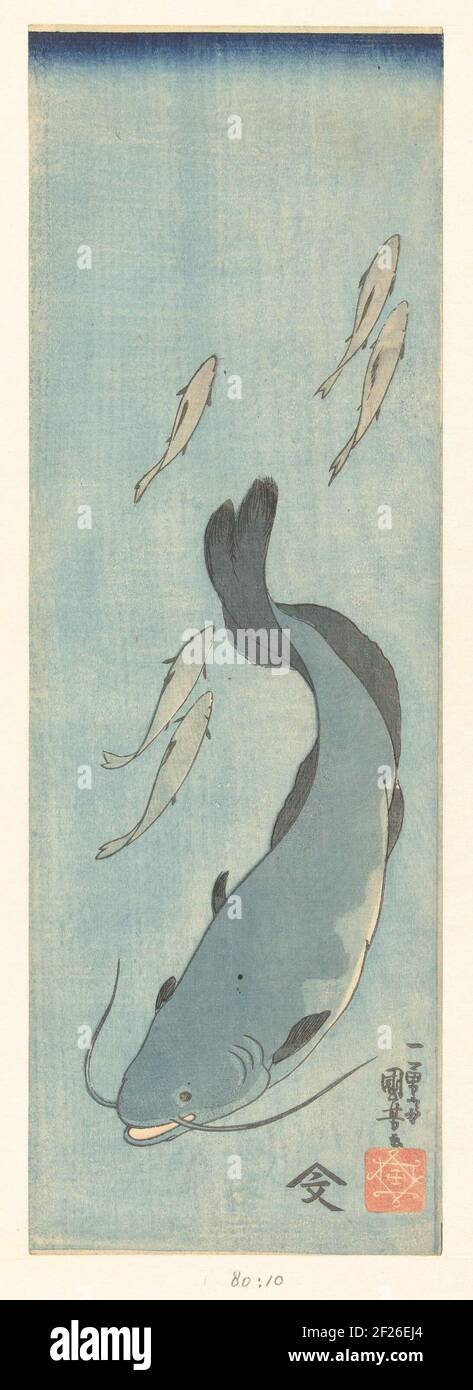 Catfish anatomy hi-res stock photography and images - Alamy