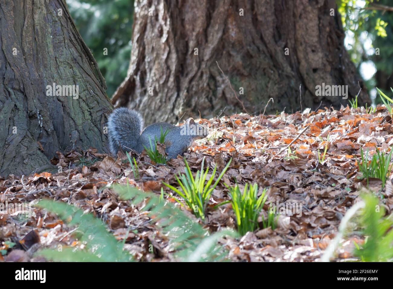 Cute grey squirrel in the park Stock Photo - Alamy