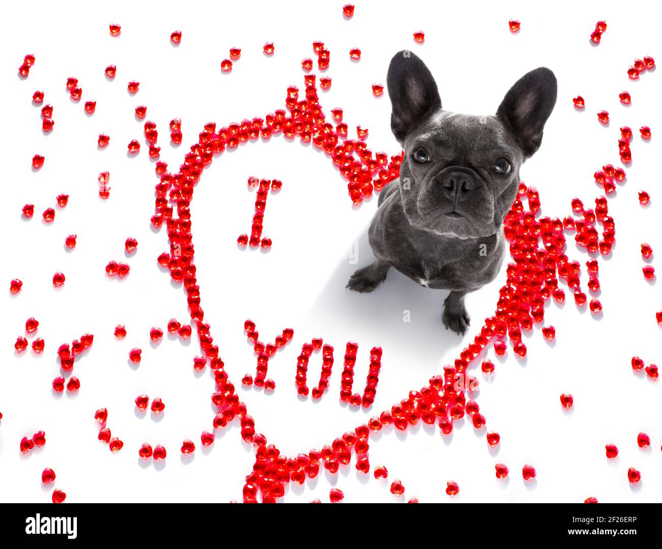 Dog valentines love heart Stock Photo - Alamy