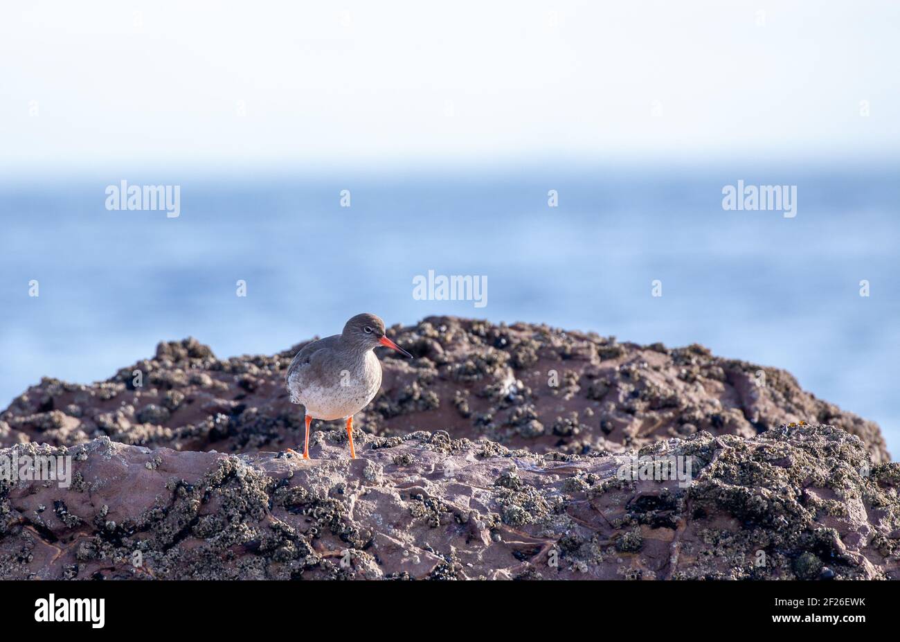 Scottishwildlife hi-res stock photography and images - Alamy