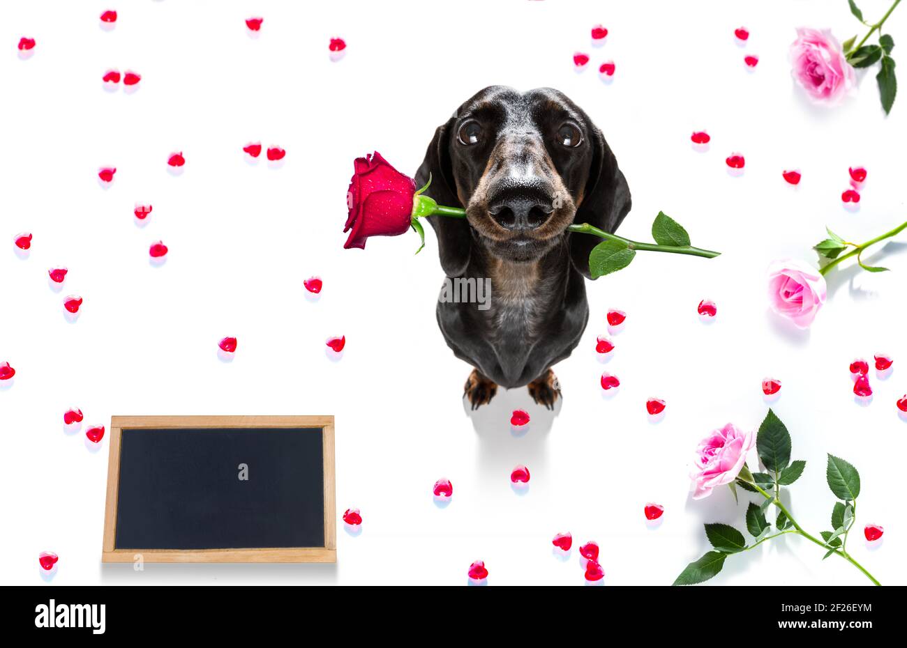 Dog valentines love heart Stock Photo - Alamy