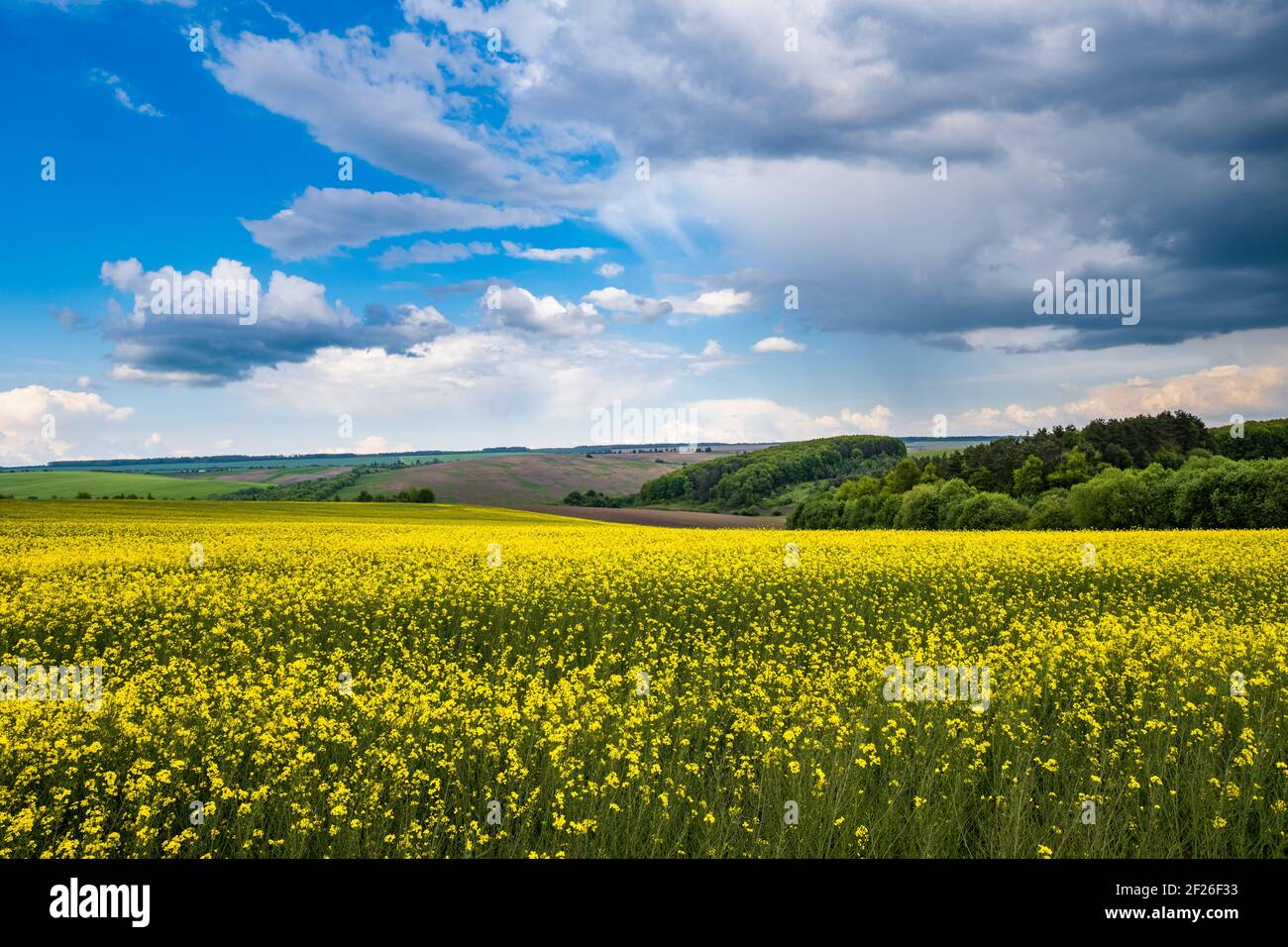 Fields rapeseed blooming landscape hi-res stock photography and images ...