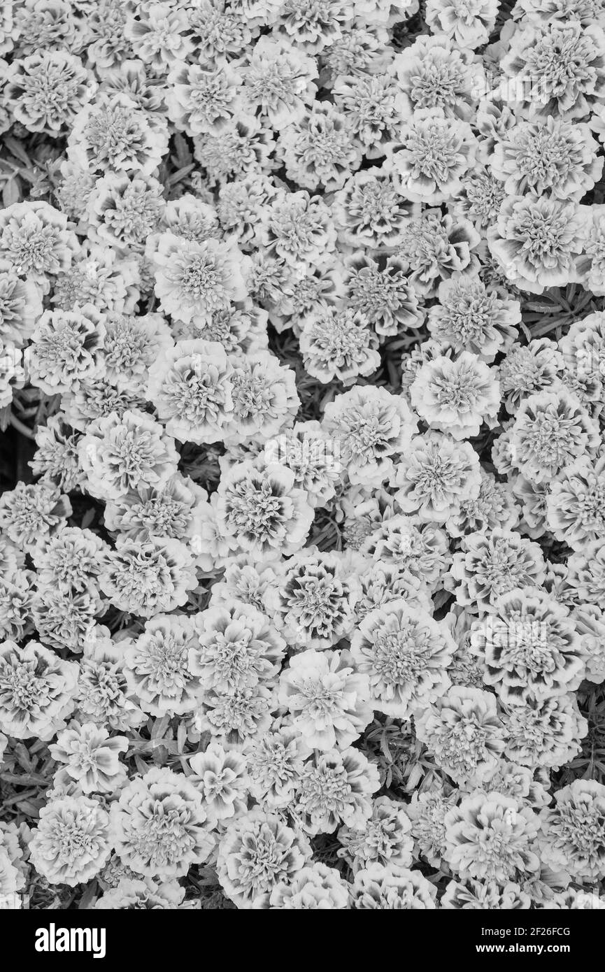 Top view red leaves Black and White Stock Photos & Images - Alamy