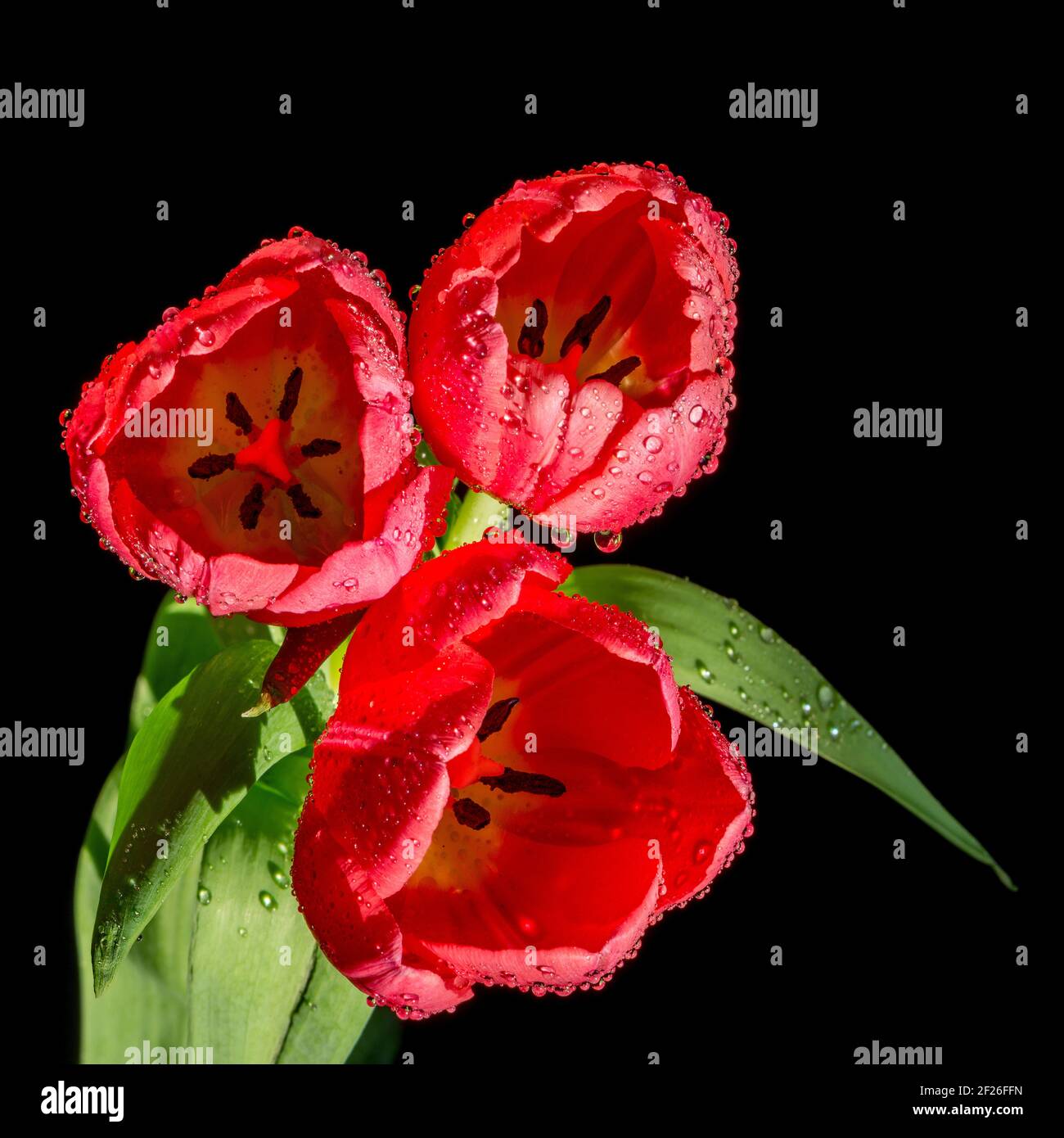 Three red tulips bouquet hi-res stock photography and images - Alamy