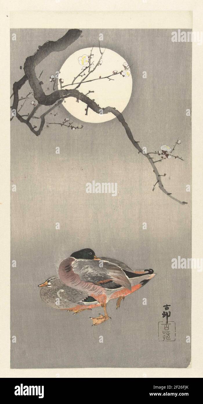 Ducks at full moon.Couple Ducks, Under Blossom Branch, at Full Moon Stock Photo - Alamy