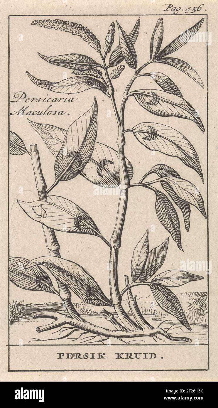 Print at the top right labeled: p. 456 Stock Photo - Alamy