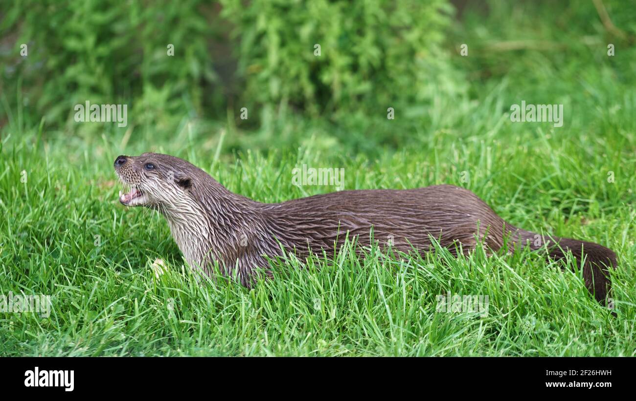 Eurasian Otter (Lutra lutra Stock Photo - Alamy