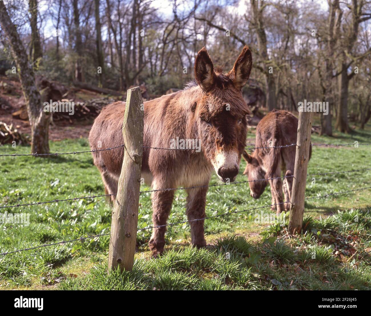 Poitou donkeys in field, Gloucestershire, England, United Kingdom Stock ...