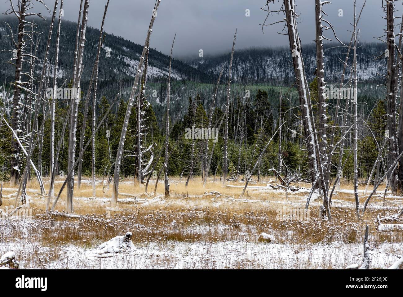 Dead Trees in Yellowstone Stock Photo - Alamy