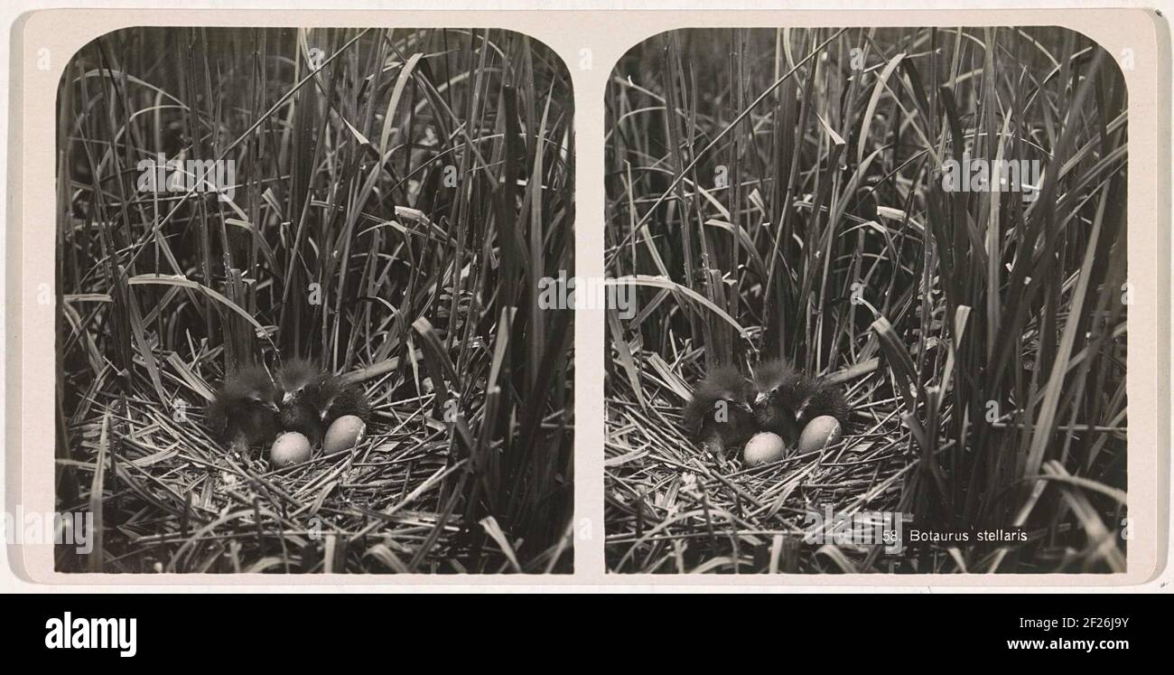 Nest met drie jonge roerdompen naast twee eieren; 58. Botaurus ...