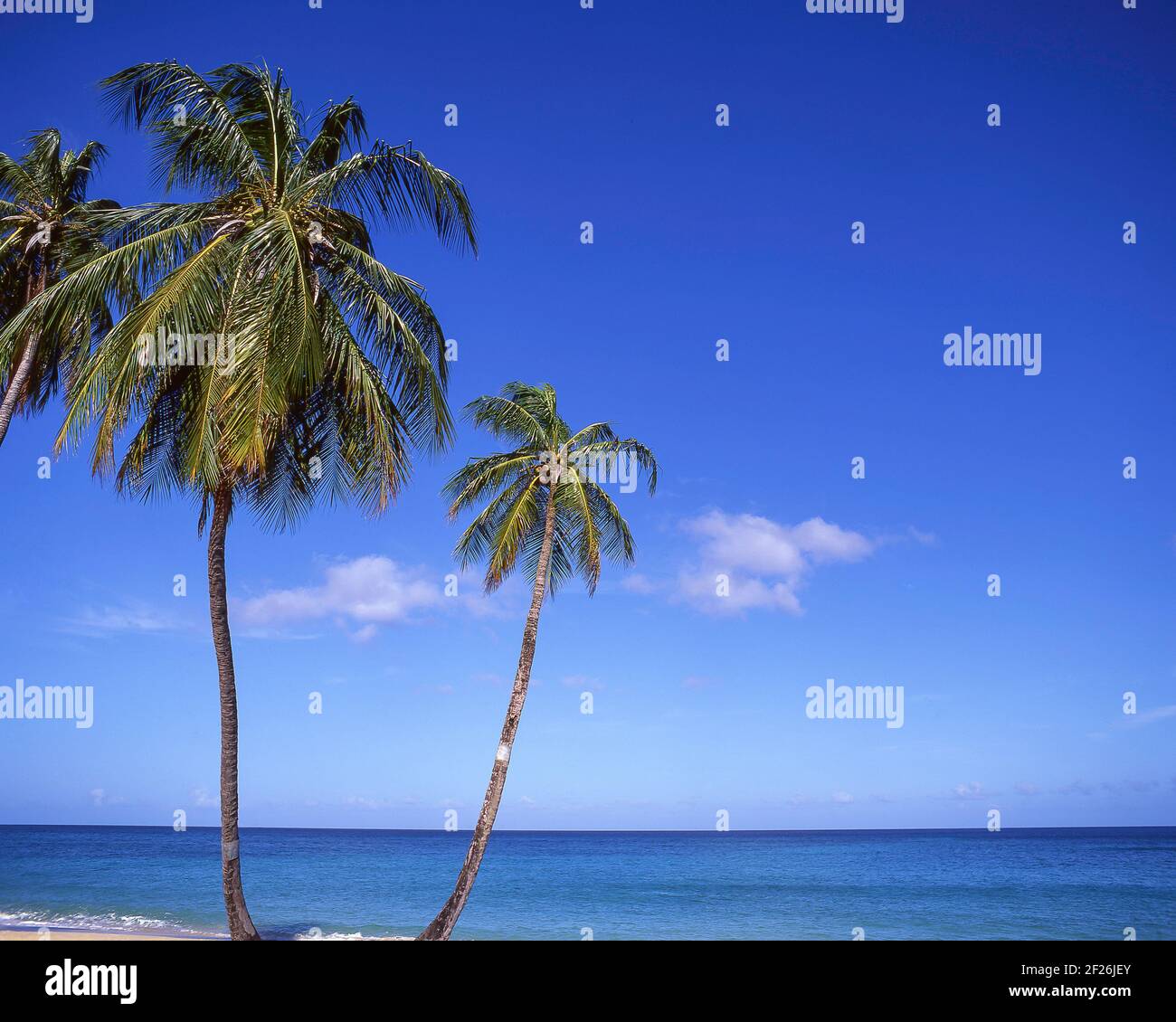 Tropical beach with palm trees, Grand Anse Bay, Grenada, Caribbean ...