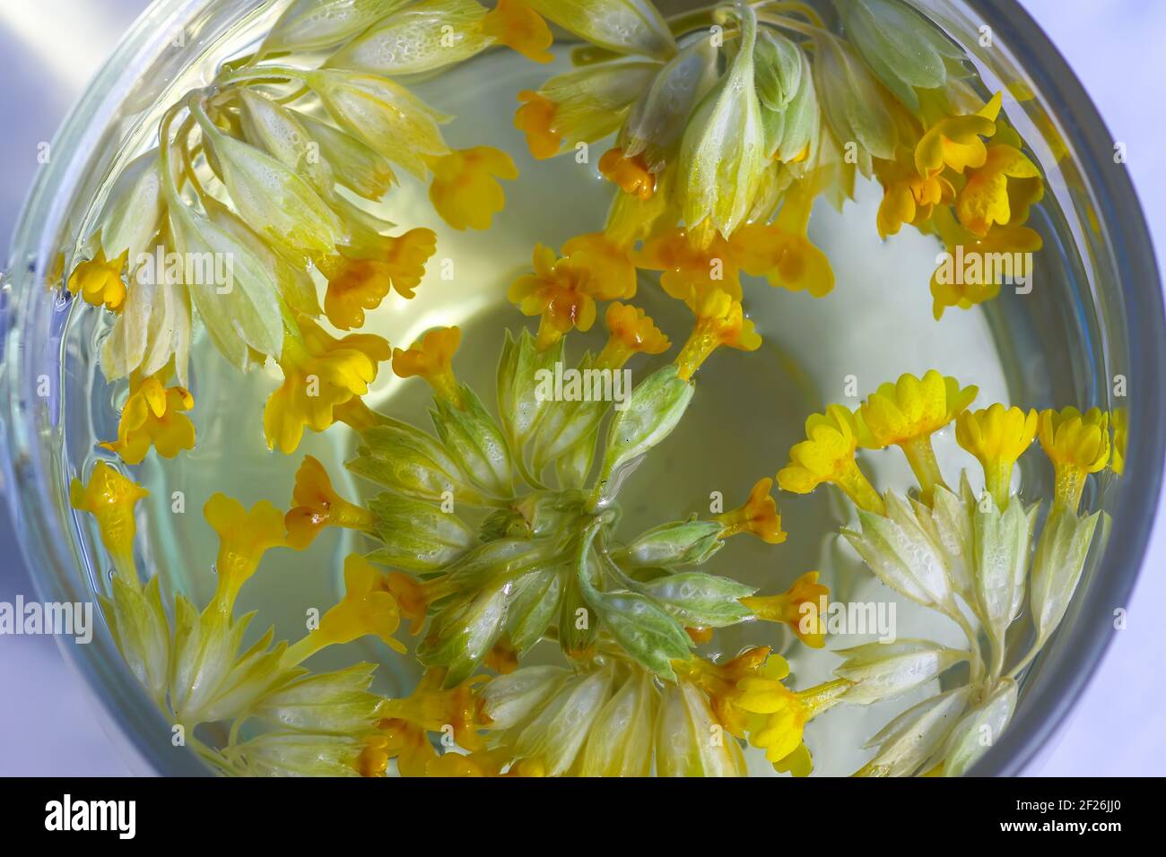 Herbal tea with the Primula veris flowers in transparent glass cup ...