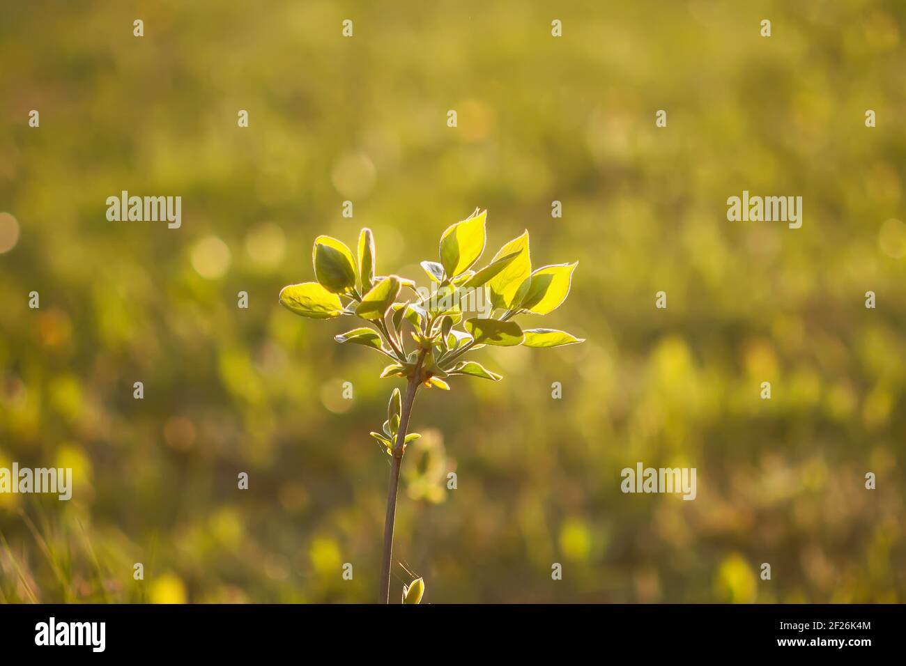 Syringa plant banches with young green leaves in warm golden sunset ...