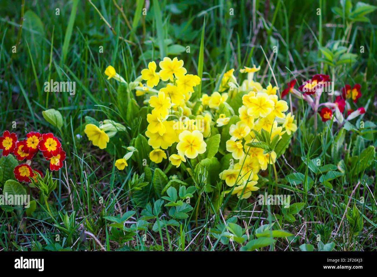Multicolor Primrose or primula vulgaris first spring flowers in spring ...