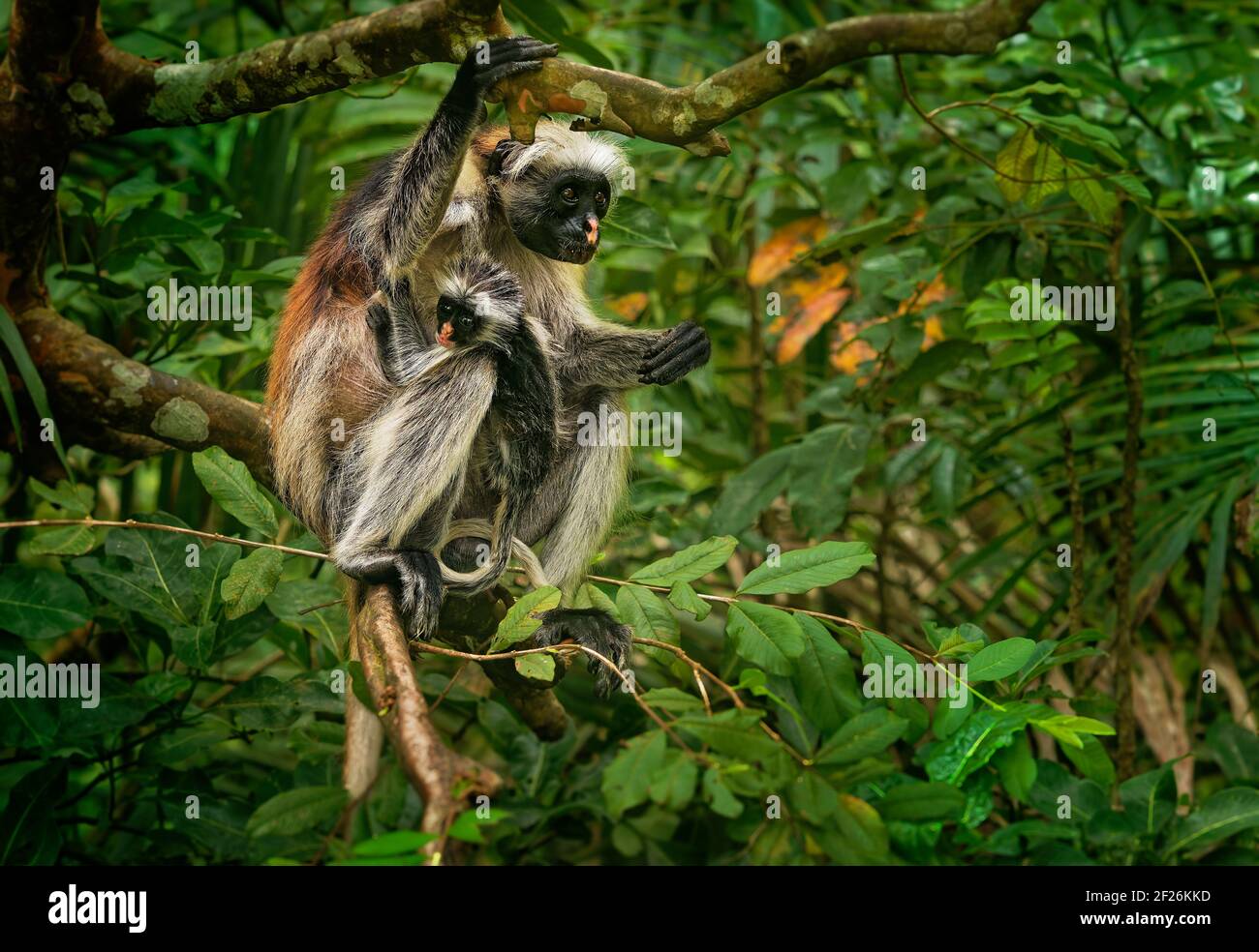 Endemic species of east africa hi-res stock photography and images - Alamy