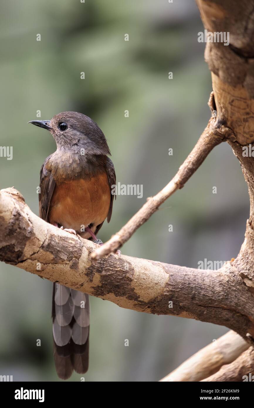 Shama Bird High Resolution Stock Photography and Images - Alamy