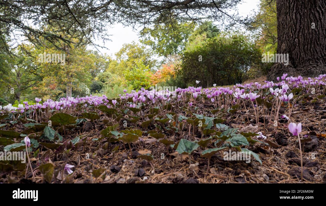 Wild cyclamen in autumn hi-res stock photography and images - Alamy