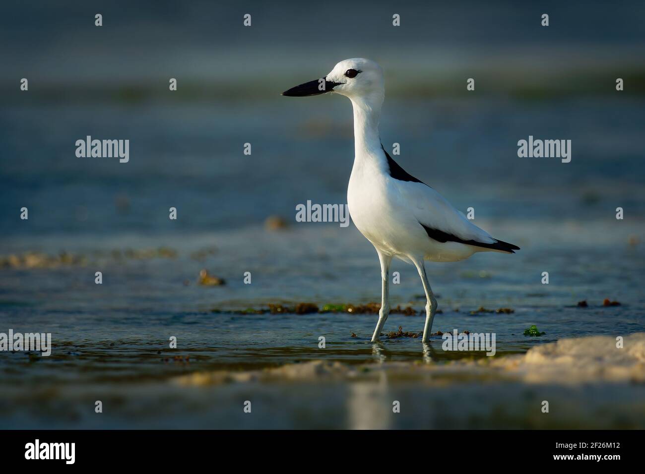Crab-plover or Crab Plover - Dromas ardeola black and white bird ...