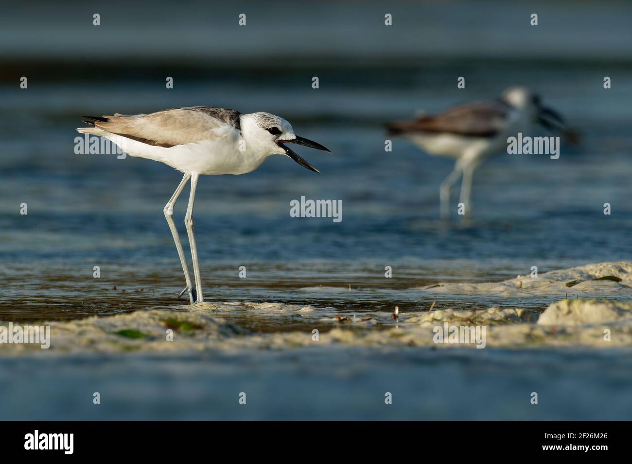 Crab-plover or Crab Plover - Dromas ardeola black and white bird ...