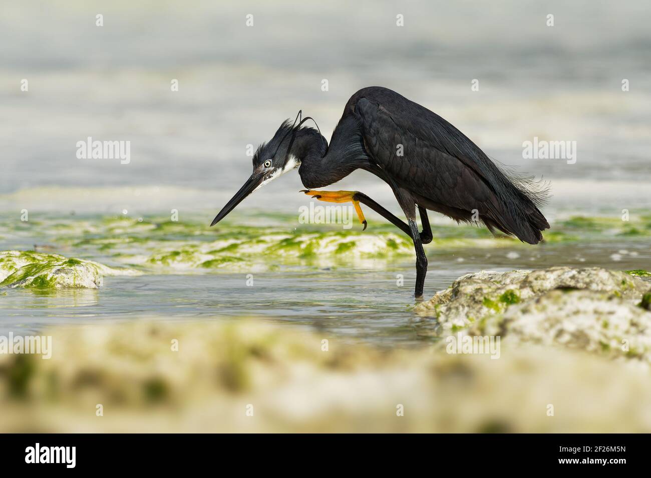Madagascar Heron High Resolution Stock Photography and Images - Alamy