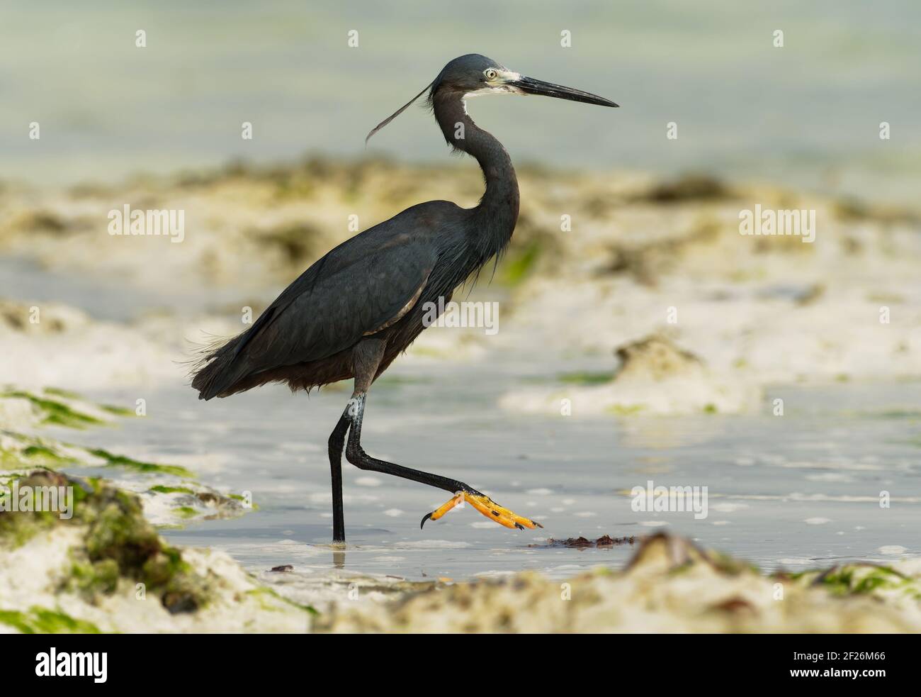 Bahrain madagascar hi-res stock photography and images - Alamy