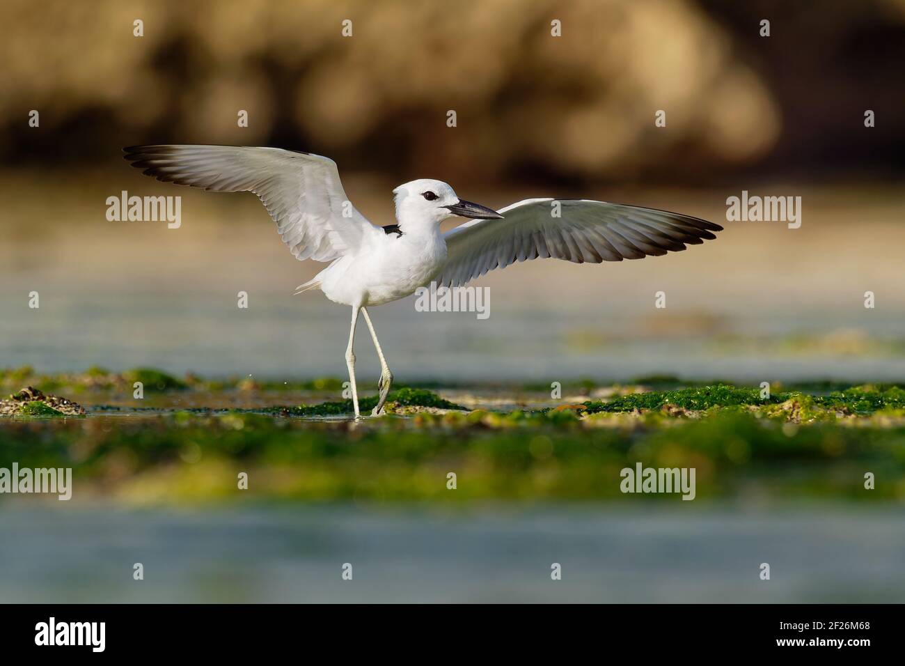 Crab-plover or Crab Plover - Dromas ardeola black and white bird ...