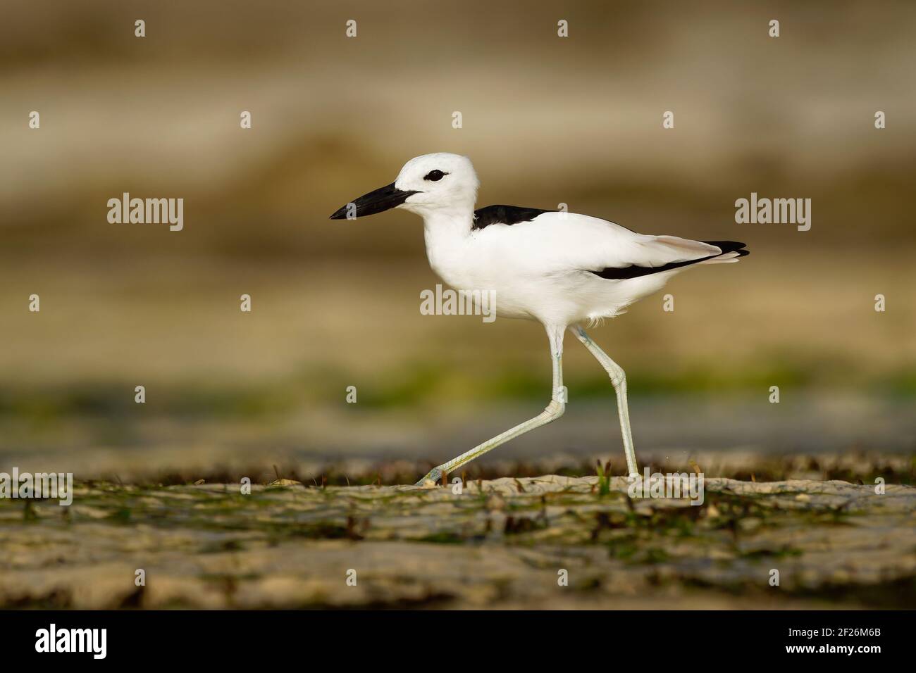 Crab-plover or Crab Plover - Dromas ardeola black and white bird ...