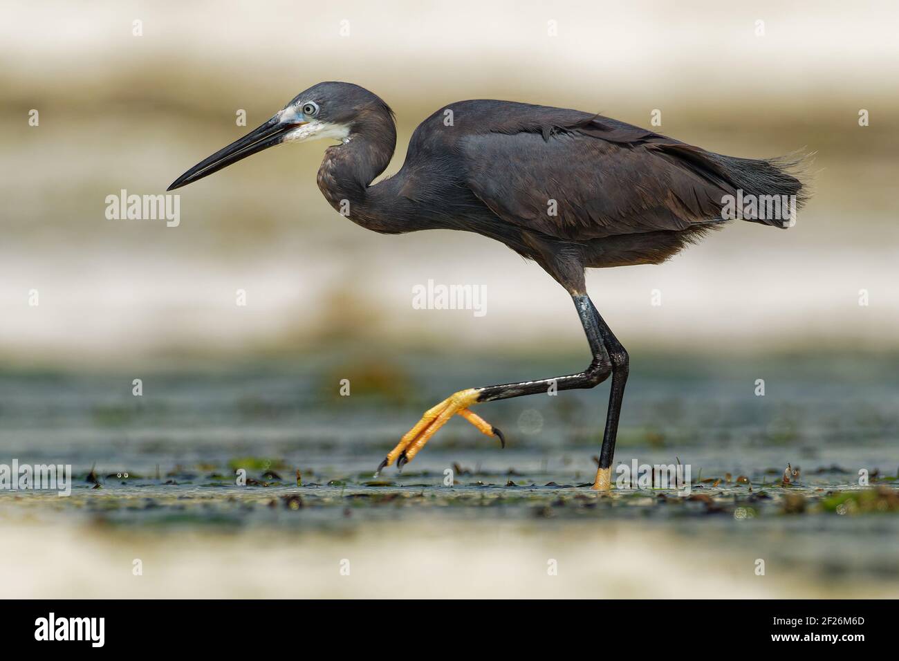 West of bahrain hi-res stock photography and images - Alamy