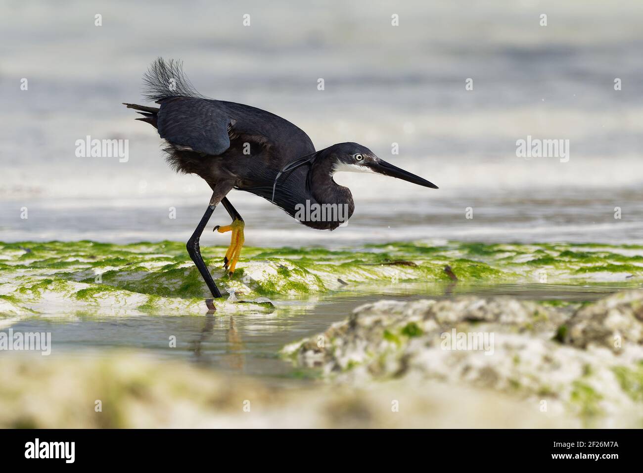 Madagascar heron hi-res stock photography and images - Alamy