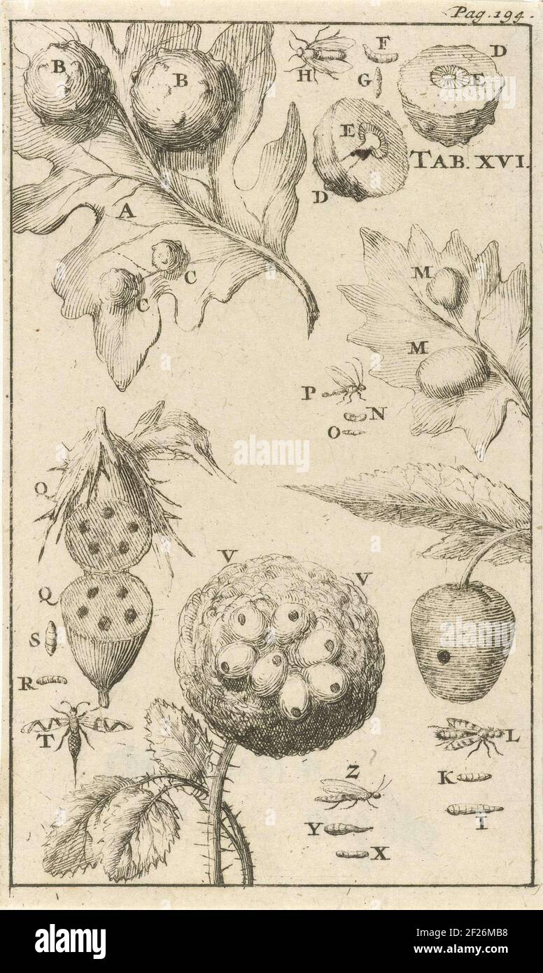 PRENT Middle and at the top right labeled: tab. XVI. Pag: 194 Stock ...