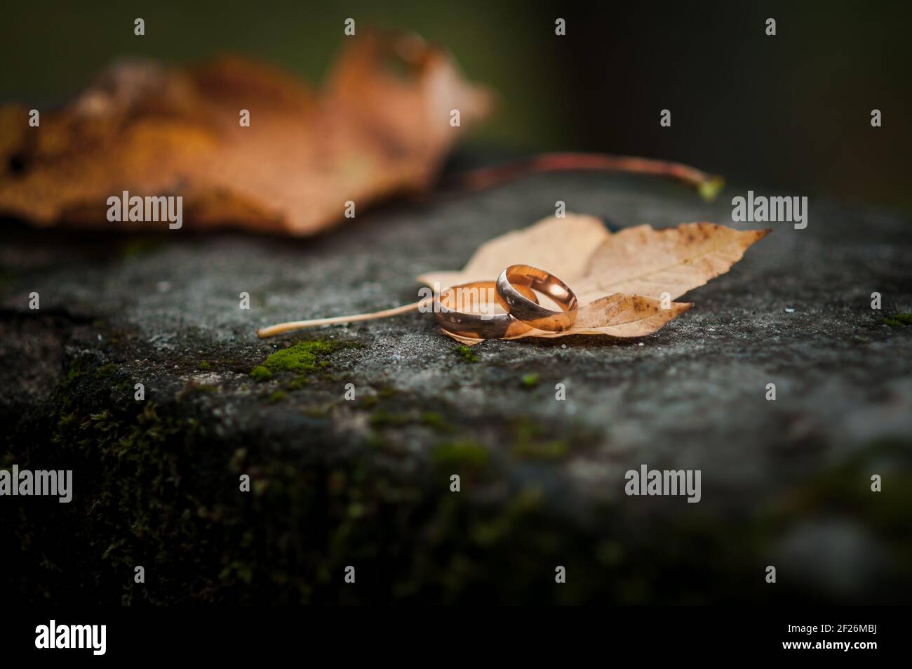 Gold wedding rings on a stone. Yellow leaves. Autumn Stock Photo - Alamy