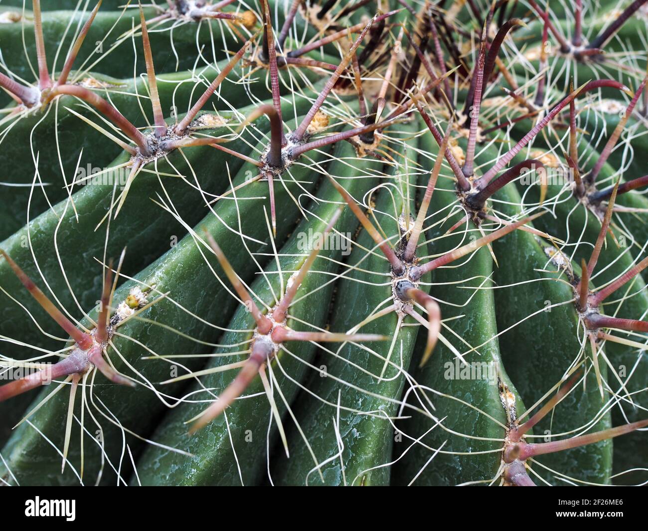 Candy Barrel Cactus (Ferocactus wislizeni Stock Photo - Alamy