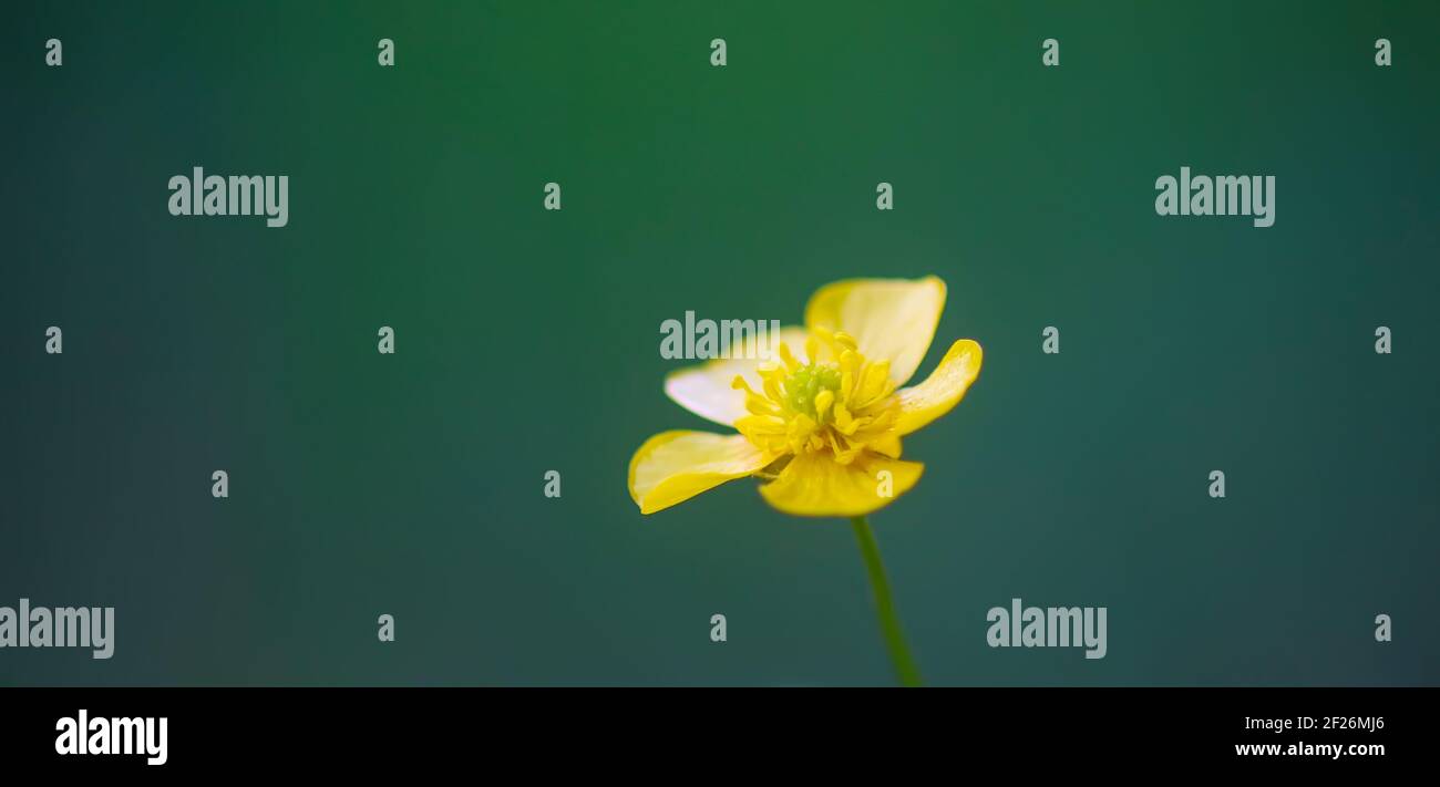 Ranunculus arvensis yellow flower on blurred green background. Corn ...