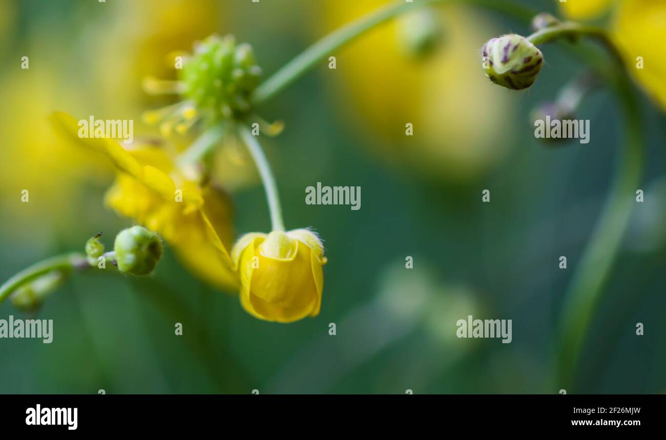 Ranunculus arvensis yellow flowers. Corn buttercup flowers plants on ...