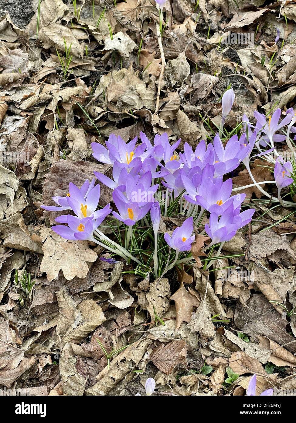 Beautiful purple Crocus flowers grown in the garden in autumn Stock ...