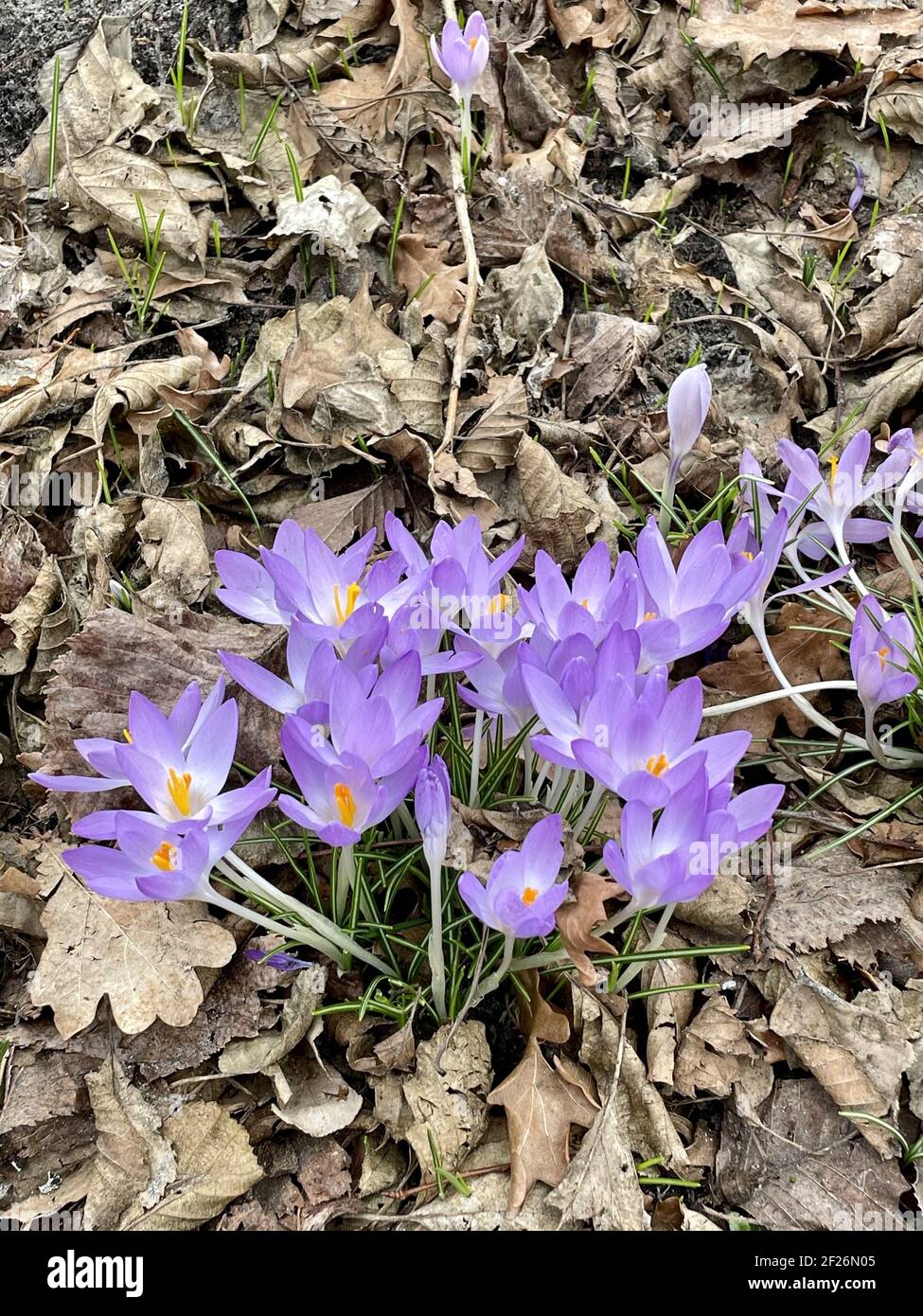 Beautiful purple Crocus flowers grown in the garden in autumn Stock ...